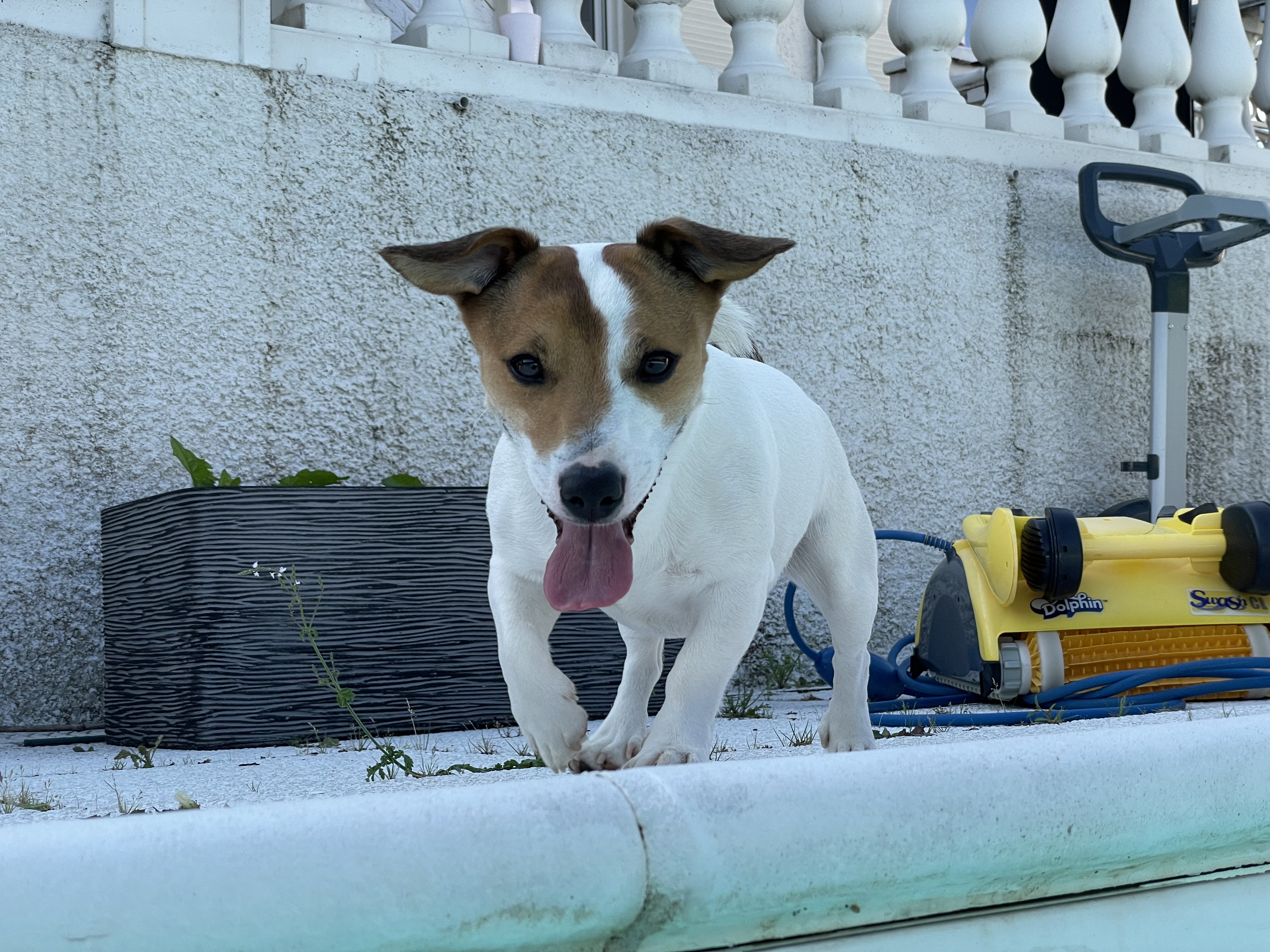 Prix pet sitter 2026 : tarifs garde chien et chat (jour, semaine, 15 jours)
